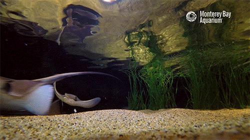 Bat Ray GIF by Monterey Bay Aquarium - Find & Share on GIPHY