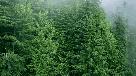 Animated Forest Trees Gif