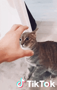 Gif De Chaton Bondissant Salut, Et Encore Merci Pour Le Chaton