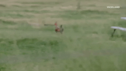 Bundy-ranch GIFs - Get the best GIF on GIPHY