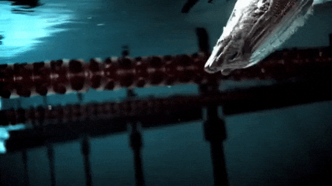 Florida State University Swimming And Diving GIFs - Get the best GIF on ...