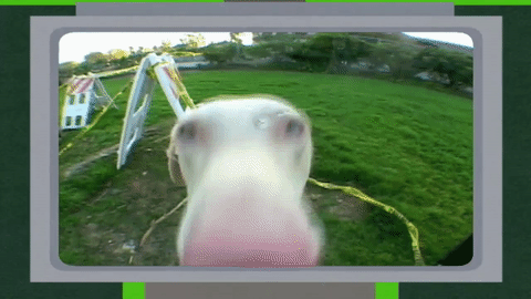 Dog Spinning GIF by South Park - Find & Share on GIPHY