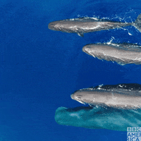 Sperm Whale Explodes Gif