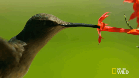 Hummingbird Yellowstone GIF by Nat Geo Wild - Find & Share on GIPHY