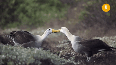 The Science Of Cute GIFs - Get the best GIF on GIPHY