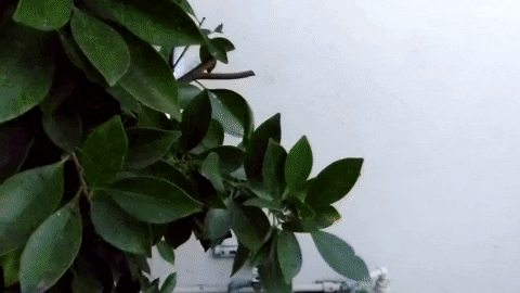 Spying Around The Bushes GIFs - Get the best GIF on GIPHY