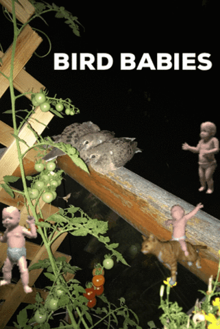 Bird-babies GIFs - Get the best GIF on GIPHY