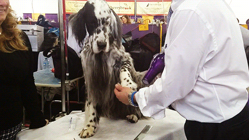 English-setter GIFs - Get the best GIF on GIPHY