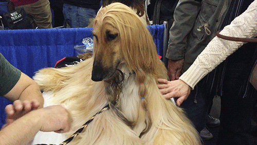 Dog Show Dogs GIF by Westminster Kennel Club - Find & Share on GIPHY