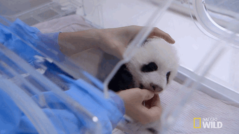 Panda GIF by Nat Geo Wild - Find & Share on GIPHY
