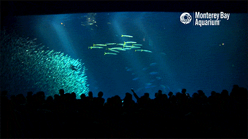 Dolphinfish GIFs - Get the best GIF on GIPHY