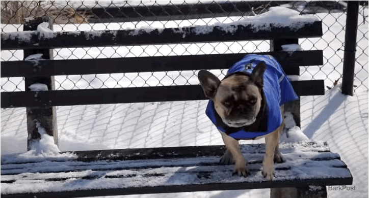 Confused Dog GIF by The BarkPost - Find & Share on GIPHY