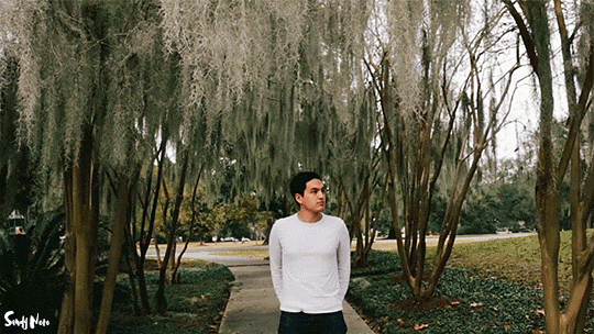 Oak Trees GIFs - Get the best GIF on GIPHY