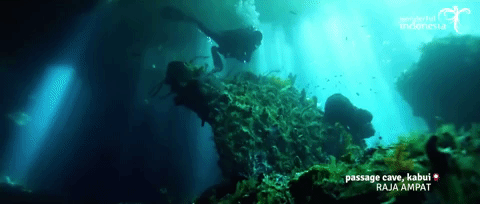 Penyelam GIFs - Get the best GIF on GIPHY