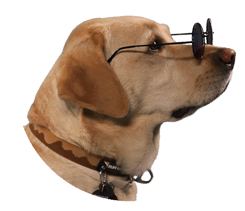 Whats Up Dog Sticker by Originals for iOS & Android | GIPHY