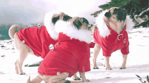 Winter Wonderland Pugs GIF by Columbia Records - Find & Share on GIPHY