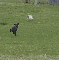 Dog Fail Gif