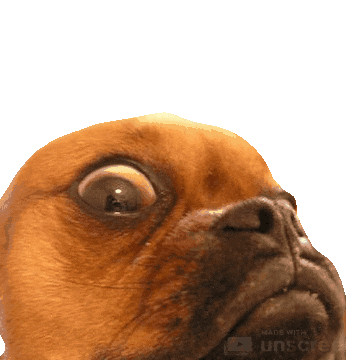 Dog Eye Sticker by Justin for iOS & Android | GIPHY