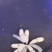 Baby Cuttlefish Gif