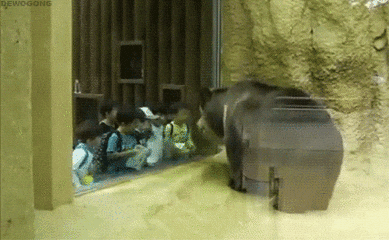 Bear Nodding GIFs - Get the best GIF on GIPHY