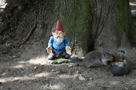 Funny Gnome GIFs - Get the best GIF on GIPHY