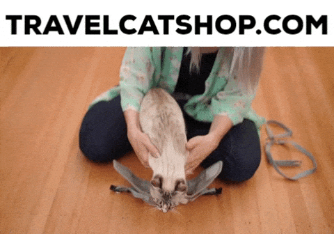 Travel Cat GIF by Your Cat Backpack - Find & Share on GIPHY