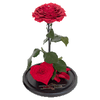 Lovely Roses by Lovely Roses | GIPHY