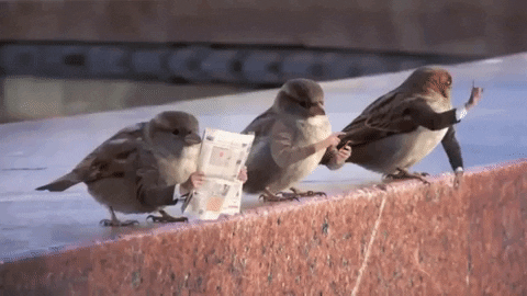 Bird GIF by JustViral.Net - Find & Share on GIPHY