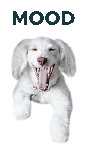 Best Dog Gifs by Diggs Pet | GIPHY