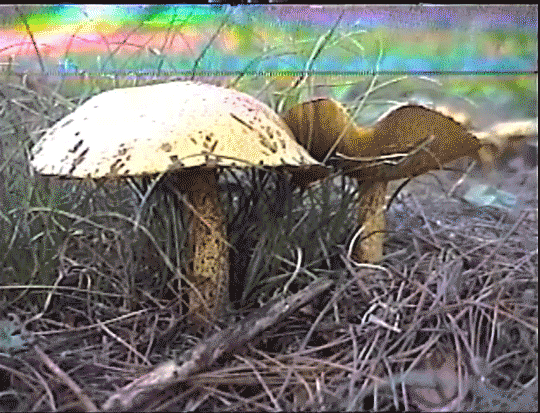 Fungus GIFs - Find & Share on GIPHY