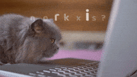 Busy-cat GIFs - Get the best GIF on GIPHY
