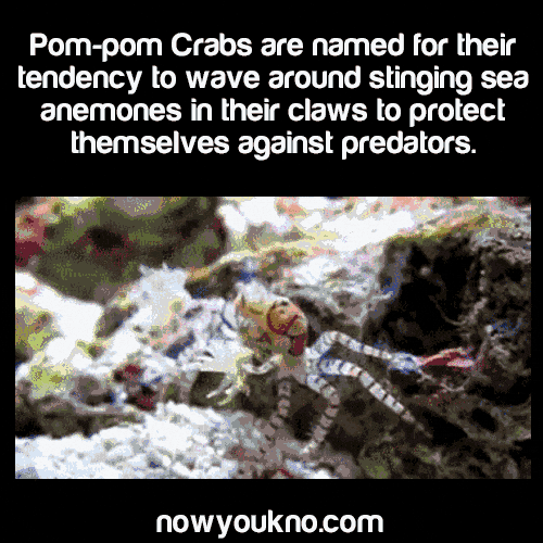 Nemo Anemone Gif