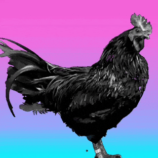 Big Black Rooster