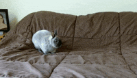 Rabbit Jumping Gif