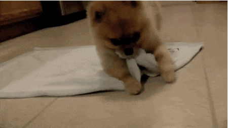 Dog In Blanket GIFs - Get the best GIF on GIPHY