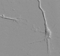 Best neurons GIFs - Primo GIF - Latest Animated GIFs