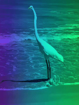 Garca GIFs - Get the best GIF on GIPHY