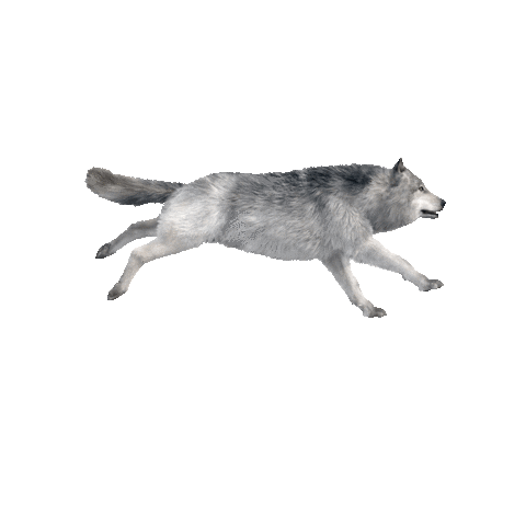 Wolf Pack Running Gif