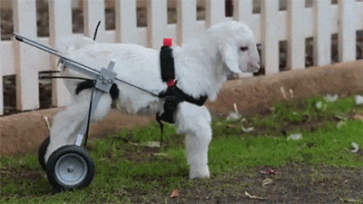 Tiny-goat GIFs - Get the best GIF on GIPHY
