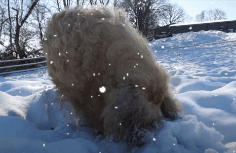 Refuge GroinGroin GIFs - Find & Share on GIPHY