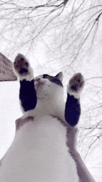 Cat Waving Goodbye GIFs - Find & Share on GIPHY