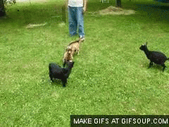 Goat GIFs - Find & Share on GIPHY