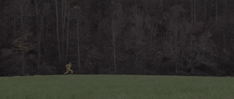 Lowland Hum GIFs on GIPHY - Be Animated