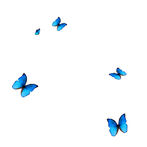 Real Butterfly Gif