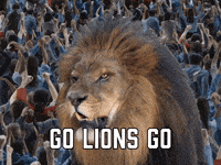 Lions Beat Bears Funny
