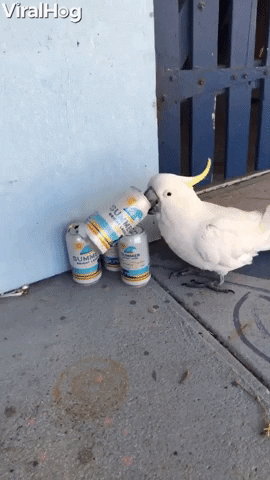 Beer Drinking GIF by ViralHog - Find & Share on GIPHY