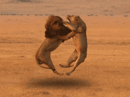 Circle Of Life GIFs - Find & Share on GIPHY