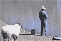 Animated Sheep GIFs - Find & Share on GIPHY