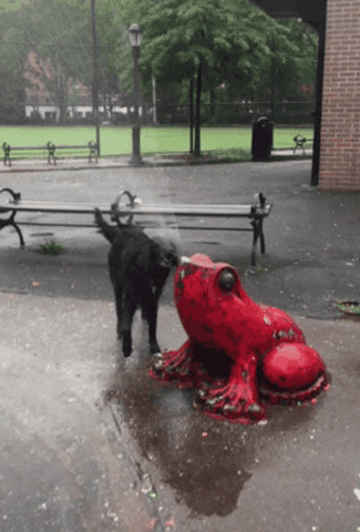 Wet Dog Fun GIF by Gottalotta - Find & Share on GIPHY