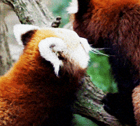 Red Pandas Scared Gif